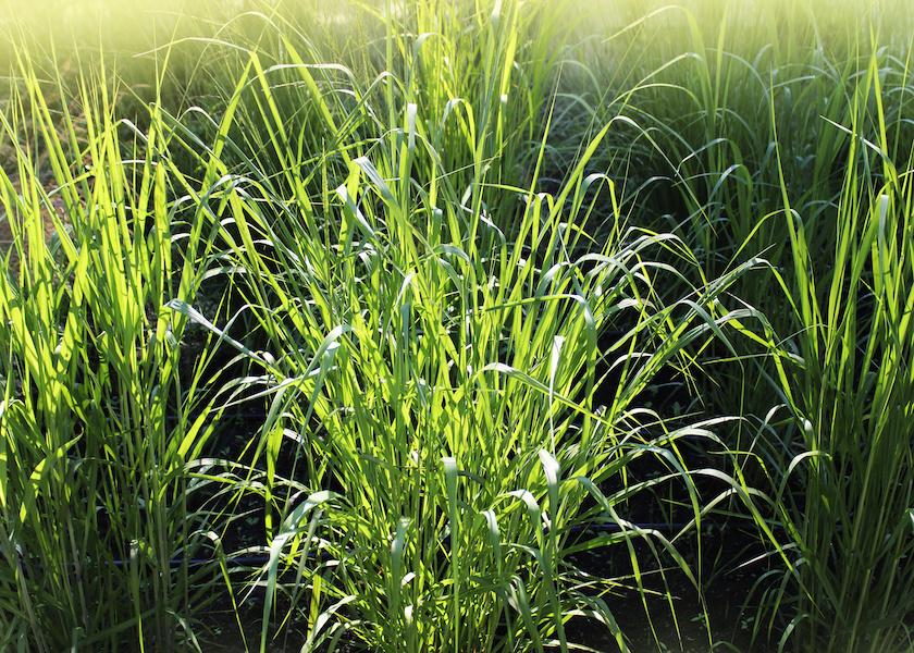 Ready for the Switch? The Dairy Merits of Switchgrass | Dairy Herd