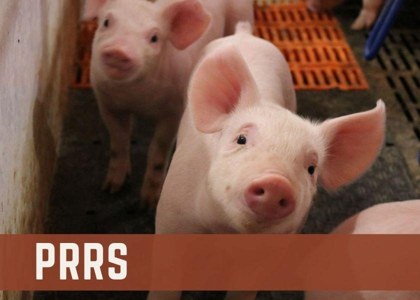 Bringing Clarity to PRRS 'Cloudiness' | Pork Business