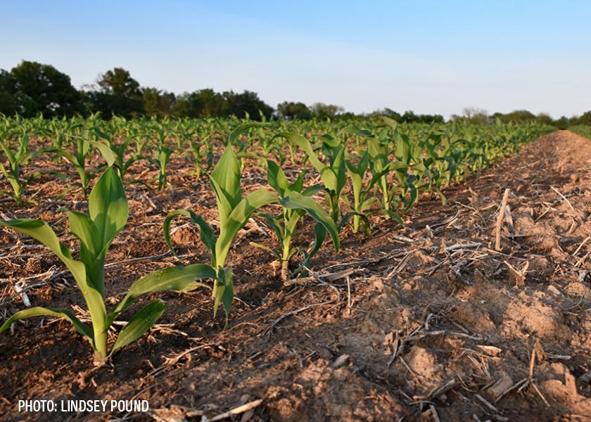 Weather in Corn Belt Leans Bullish for Prices | AgWeb