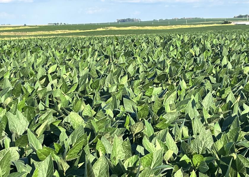 Soybean Traders Await Friday's USDA Report | AgWeb