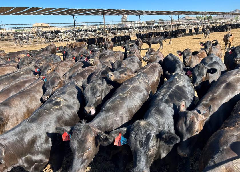 Beef-on-Dairy: Why Feedlots Crave This Important Information | Dairy Herd