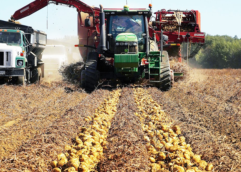 Strong harvest follows rainy start for Maine potatoes | The Packer
