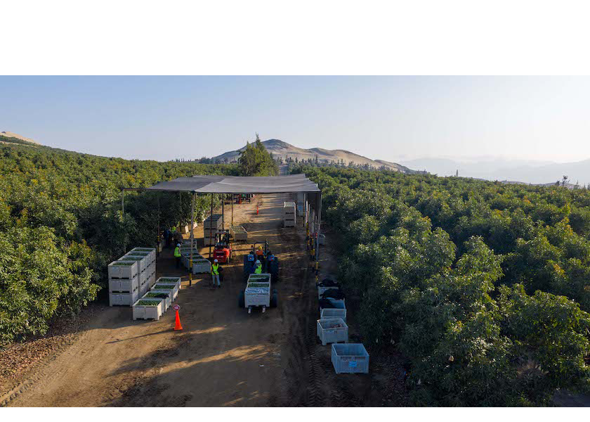 Mission Produce continues rollout of marketing campaign | The Packer