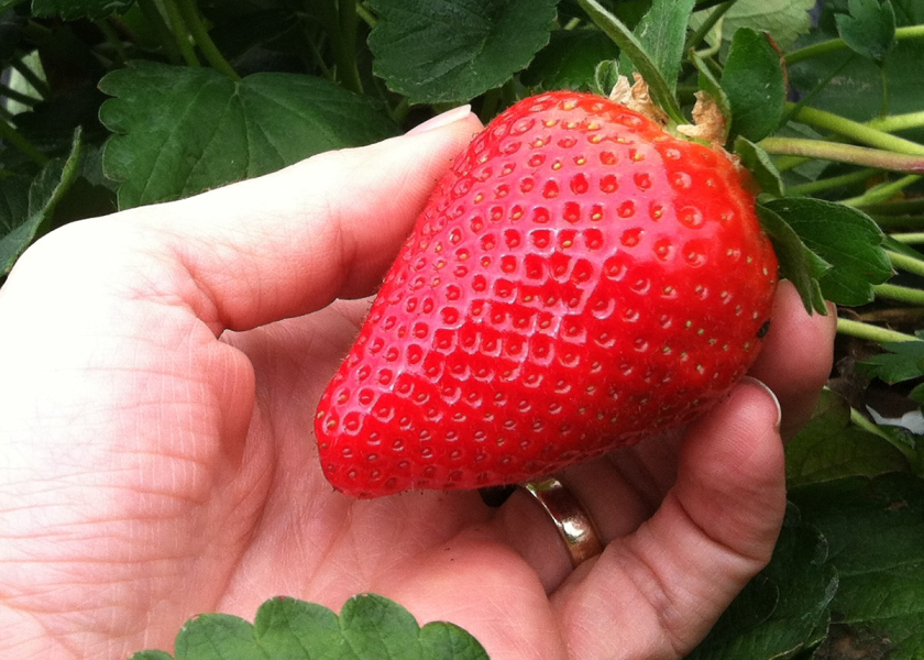 University of Florida research center offers standout strawberry ...