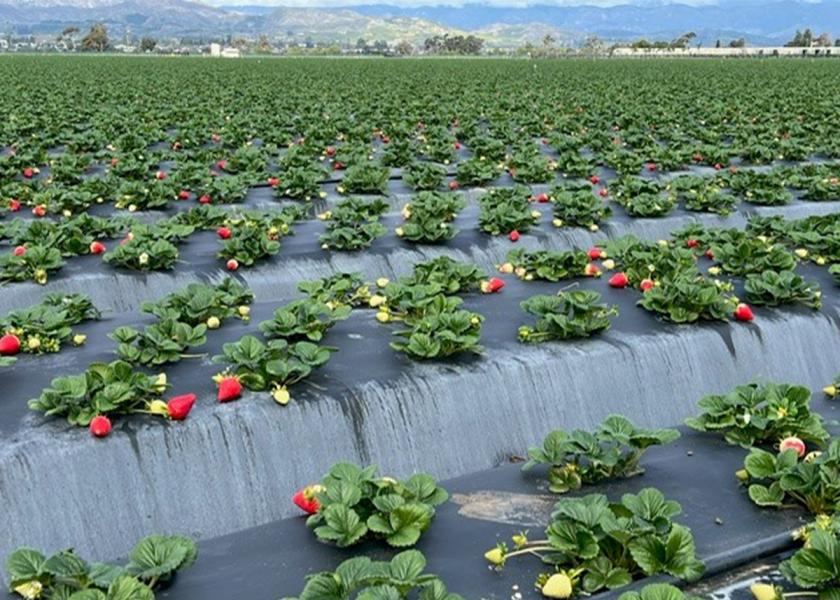 Bobalu Berry Farms strawberry volume has strong start to year | The Packer