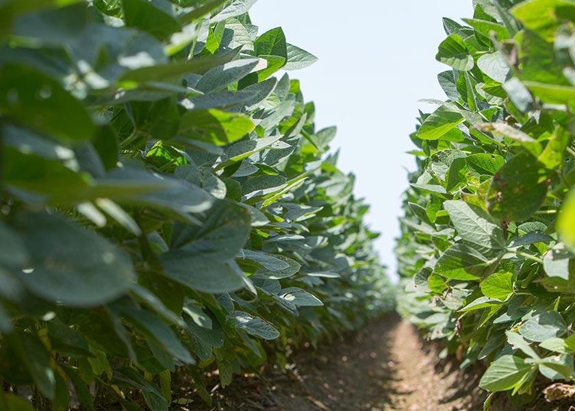 Minimize the Impact of Herbicide-resistant Weeds With These 6 Tips | AgWeb