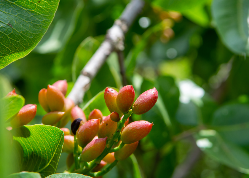 Family ownership to divest Maricopa Orchards, Touchstone Pistachio Co ...
