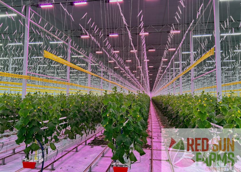 Red Sun Farms tests new lighting | The Packer