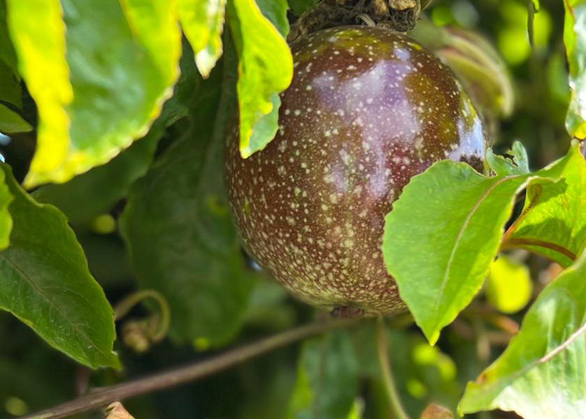 Why Florida growers anticipate a productive spring produce season | The ...