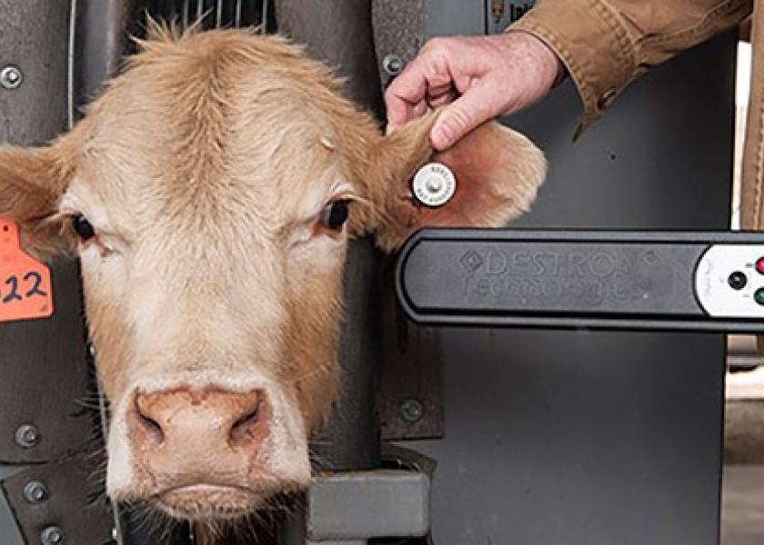 APHIS To Require Electronic Animal ID for Certain Cattle and Bison ...