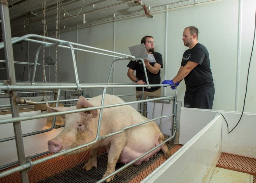 4 Tips to Improve Sow Longevity Through Employee Training | Pork Business