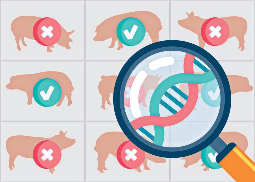 The Devil is in the Details: 4 Steps to Genetic Progress in Your Swine Herd | Pork Business