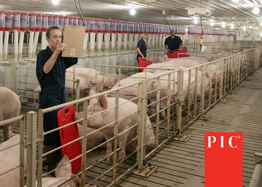 Genetics: The anchor to sow longevity | Pork Business
