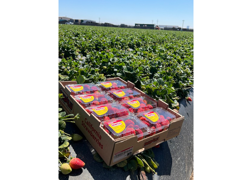 Warmer weather spurs strawberry volumes for Bobalu Berries | The Packer