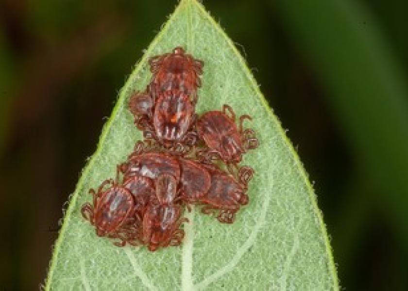 Invasive Asian Longhorned Tick Now in 20 States | Bovine Veterinarian