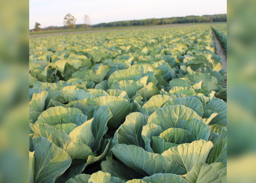 ‘Robust’ season expected for Georgia growers | The Packer