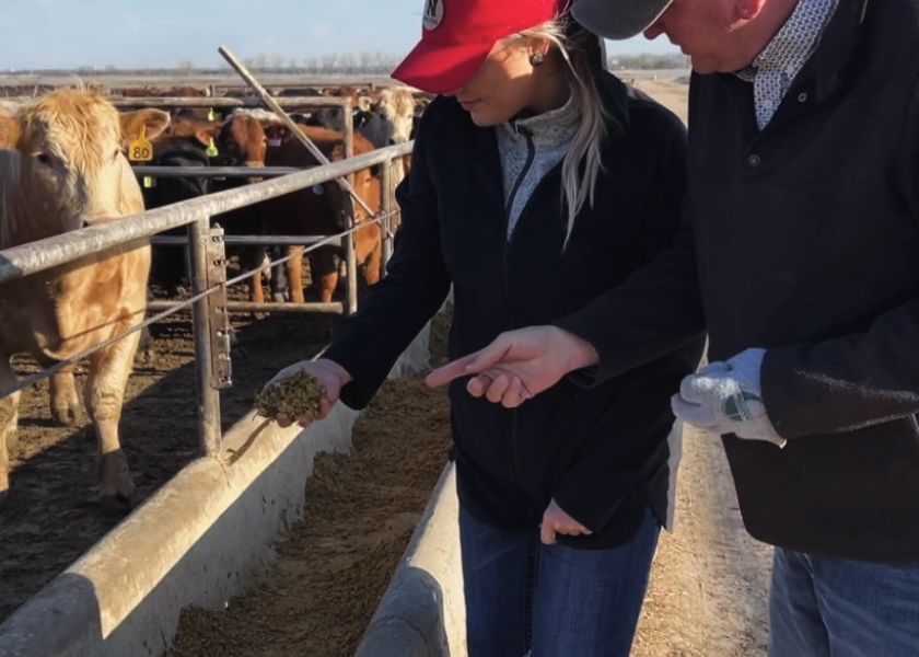 Heifer Harmony: Optimal Management for Heifers in the Feedlot | Bovine ...