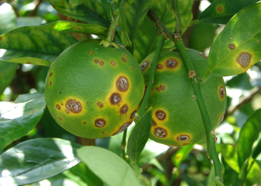 Texas citrus canker quarantine expands | The Packer