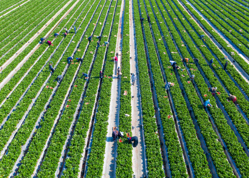 Fair Food Program growers receive over $15M in USDA grants | The Packer