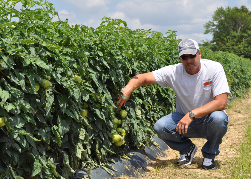 Consumers, retailers have eyes on Arkansas tomatoes | The Packer