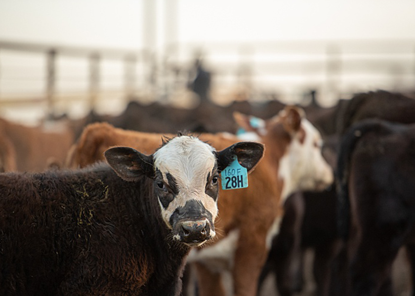 Working with Cattle in the Heat | Drovers