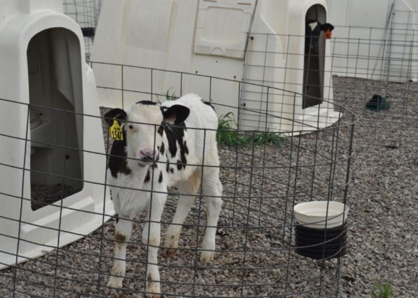 Health Traits Have Genetic Heritability in Calves | Dairy Herd