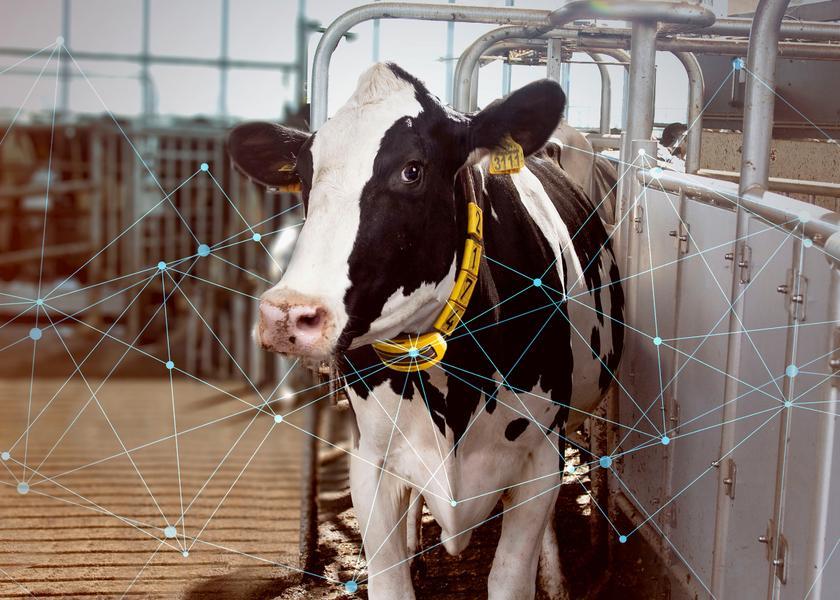 Sorting out sort gate details | Dairy Herd