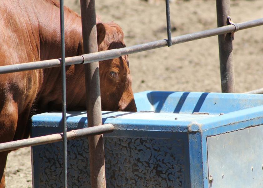 The Simple, Yet Most Essential Nutrient for Cattle | Drovers