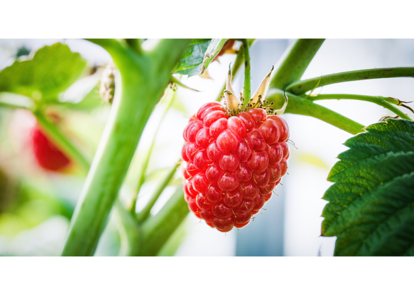 Naturipe Farms celebrates peak raspberry harvest | The Packer