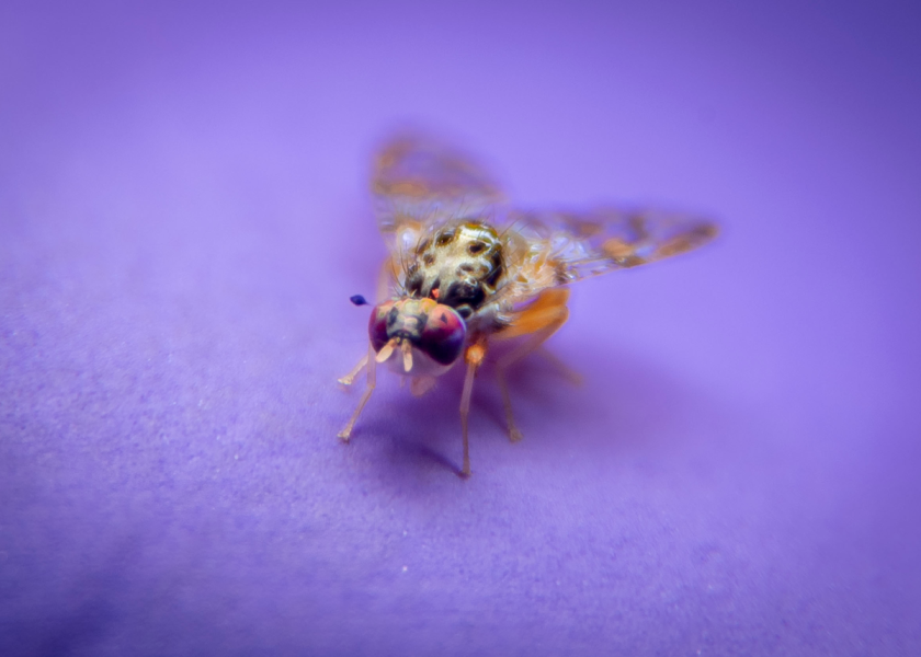 New find of invasive fruit fly reported in California | The Packer