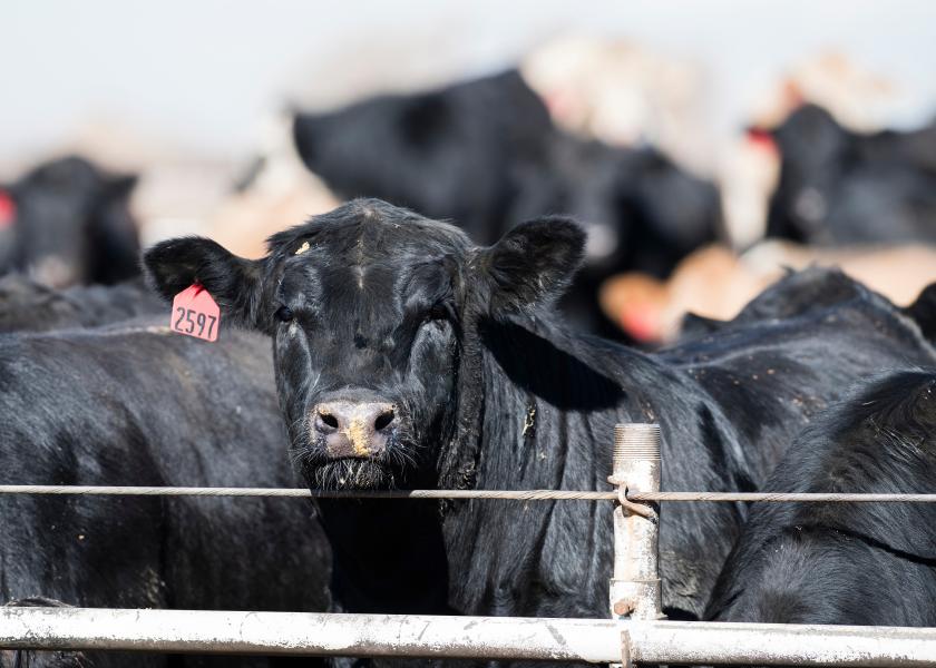 Is Beef Breeding Derailing the U.S. Dairy Industry? | Dairy Herd