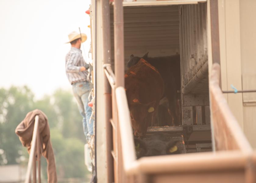 BQA Calf Hauling Guidelines | Drovers