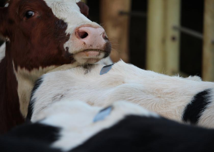 Estrus Intensity’s Role in Maximizing Cattle Breeding Success | Bovine ...