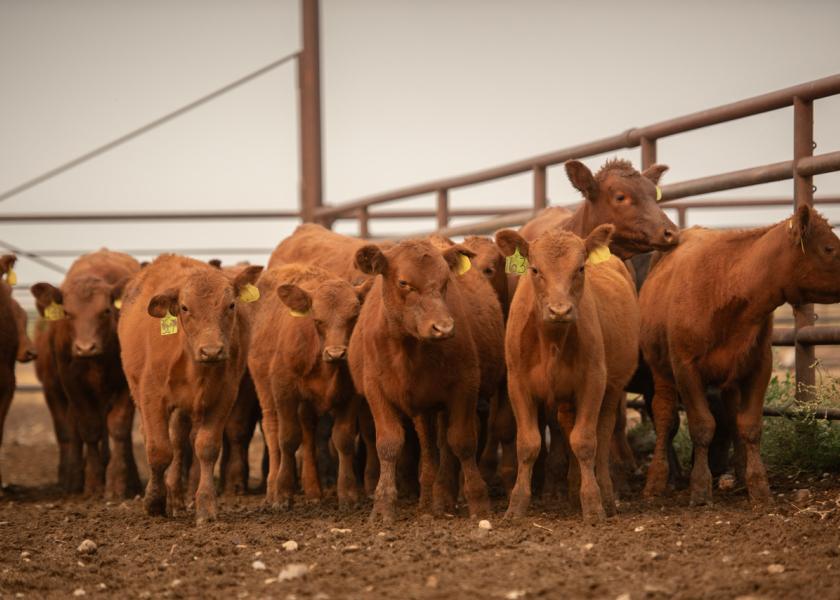 Feeding Weaned Calves this Winter | Drovers