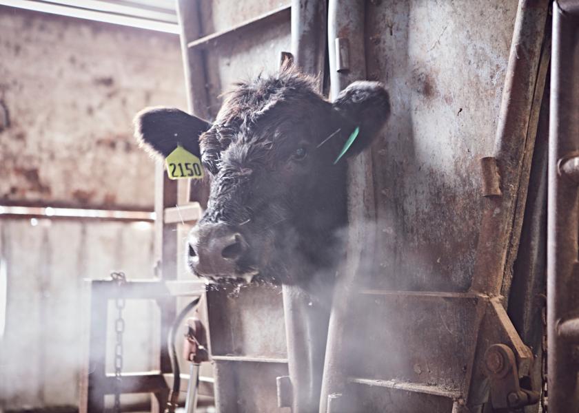 Cattle Drenching Tips Help with Efficacy of Product | Drovers