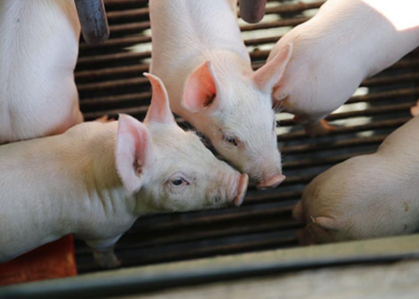 How AgView Has Changed in 4 Years and Where It’s Going Next | Pork Business