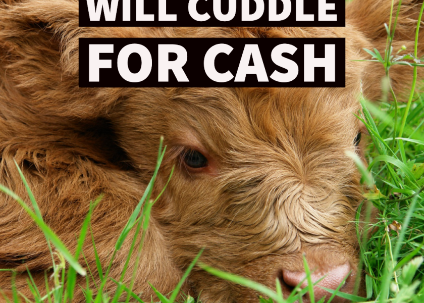 Cow Cuddles: Mooing for Moola | Dairy Herd