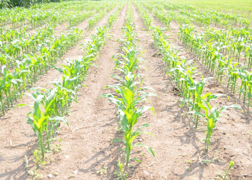 Weigh Corn Replant Decisions With Costs, Yield Potential | Pork Business