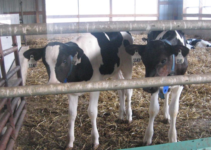 When You See Blood in Scours | Dairy Herd