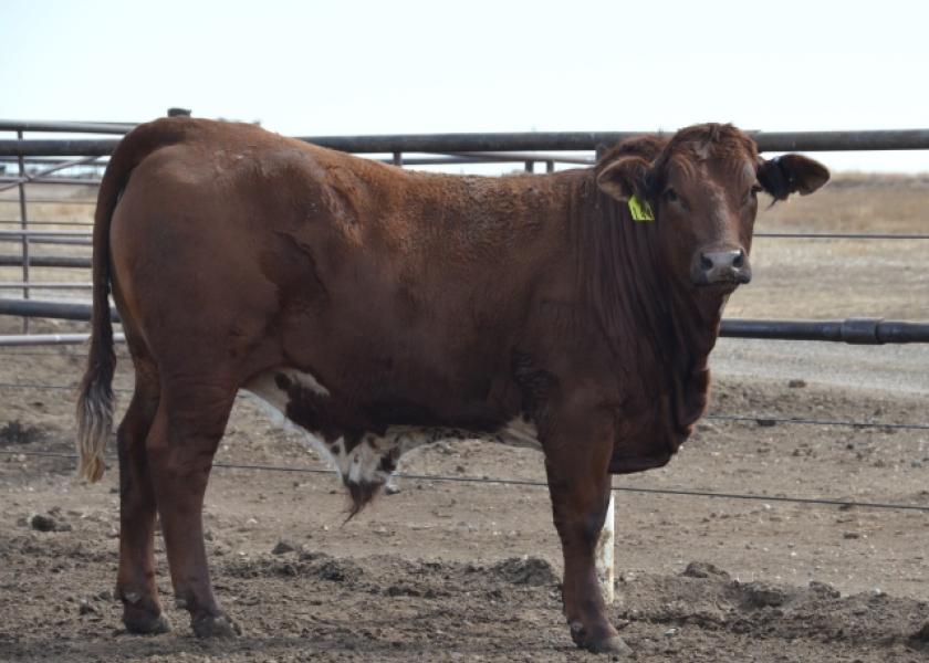 Peel: Mexican cattle imports decrease in 2021 | Drovers