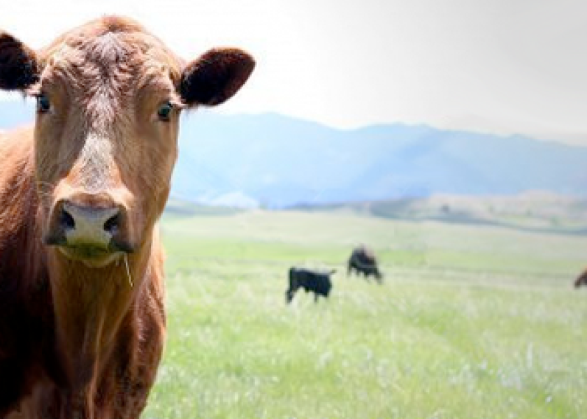 Replacement Heifers Post Breeding Management | Drovers