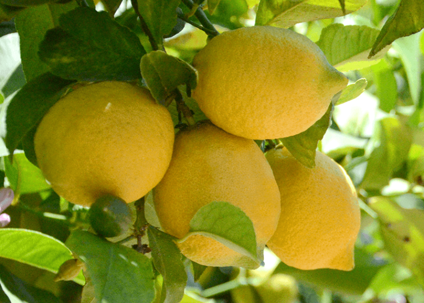 Salix Fruits look for growth in Argentina lemon program | The Packer