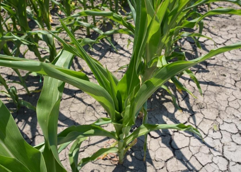 Hot, dry weather stresses crops in heart of the Corn Belt and Northern ...