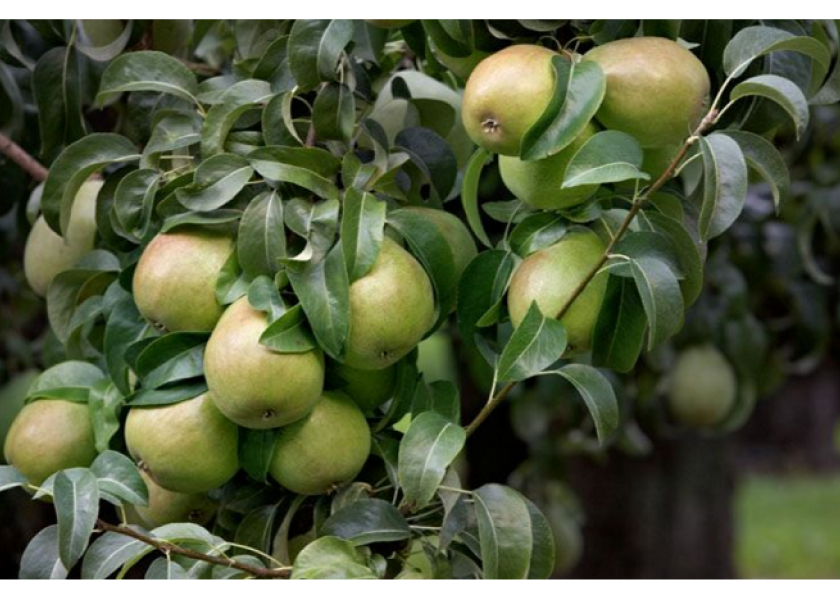 NW pear production set to drop, but still a ‘solid crop’ | The Packer