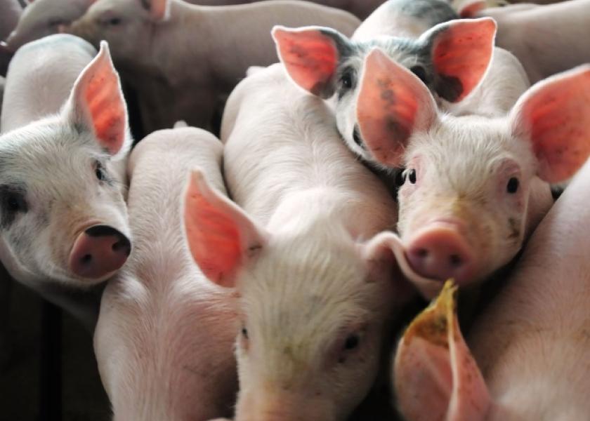 USDA's Hogs and Pigs Report is ‘Sharply Neutral,' Flory Says | Pork ...