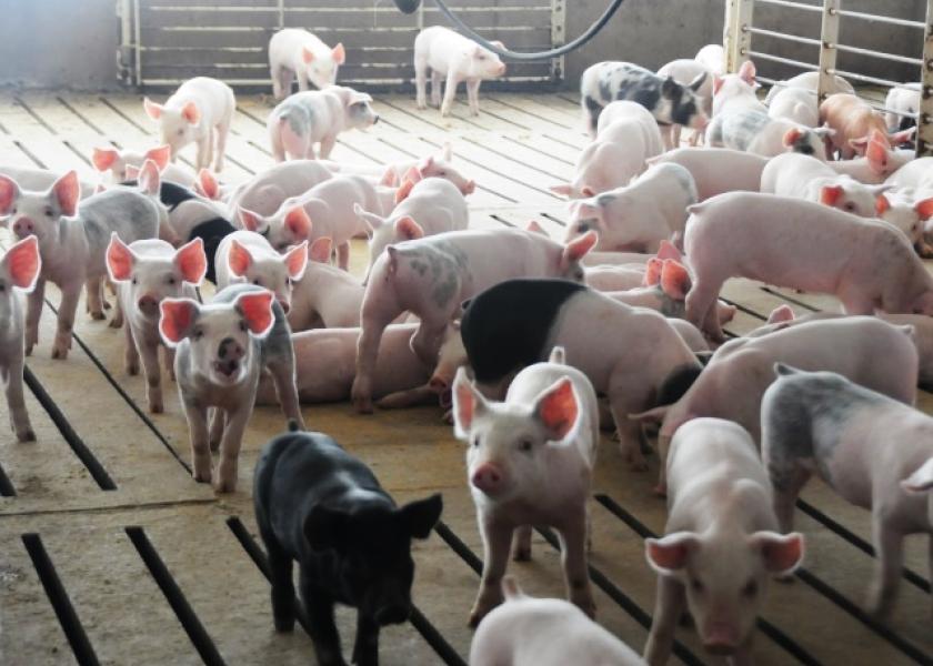 Genus and The Roslin Institute Team Up to Produce PRRS-Resistant Pigs ...