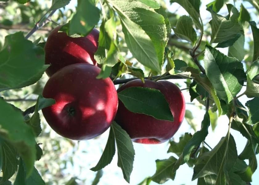 Washington State Tree Fruit Association shares season update, major ...