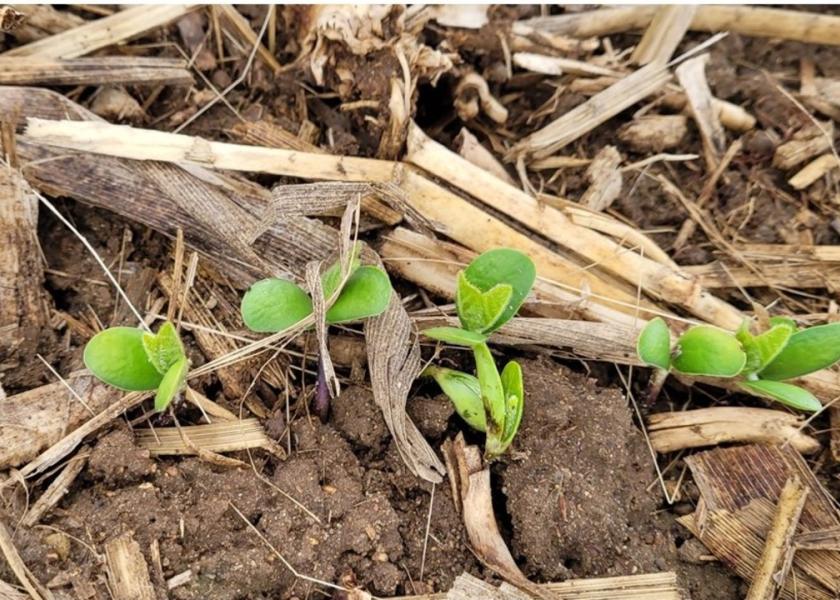 Ultra-Early Planted Soybeans Fight Frost and Freeze Damage | AgWeb