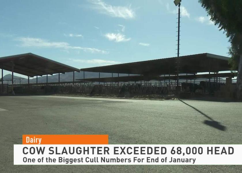 Dairy Report: January Cull Cow Numbers Hit 35 Year High | Dairy Herd