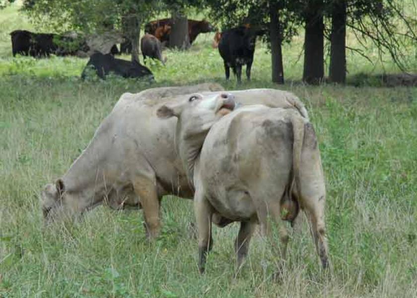 Controlling Horn Flies Starts Now! | Drovers